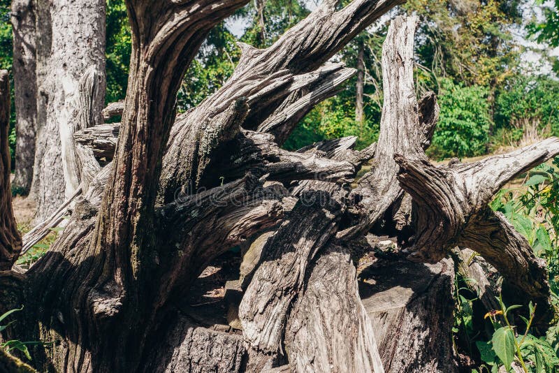 Dry Roots of an Uprooted Tree in the Forest Stock Image - Image of bare ...