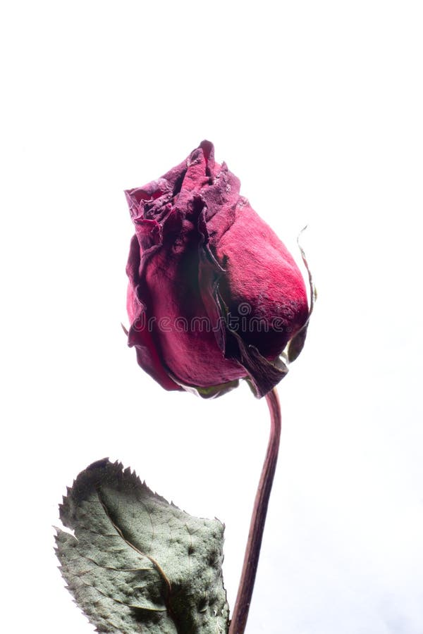 Single Dry Rose Isolated on Black Background Stock Image - Image of ...