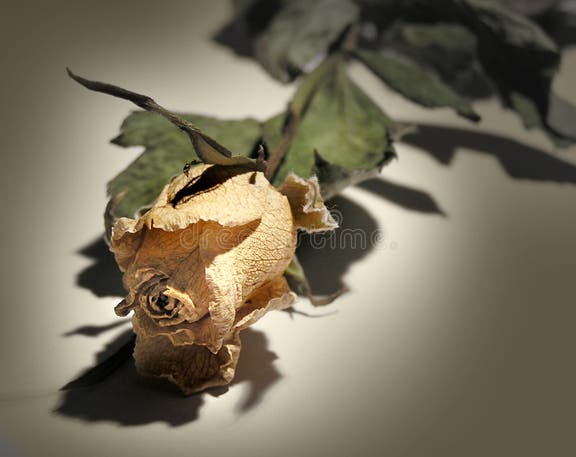 Dry rose stock photo. Image of passing, remember, rose, flower - 47548