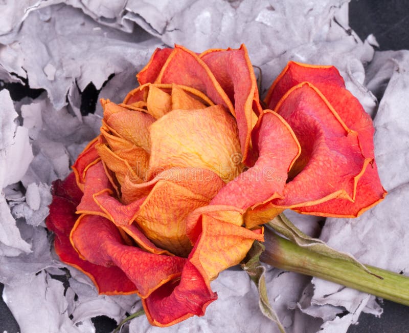 Dry rose and ashes stock photo. Image of nostalgia, vintage - 20381492