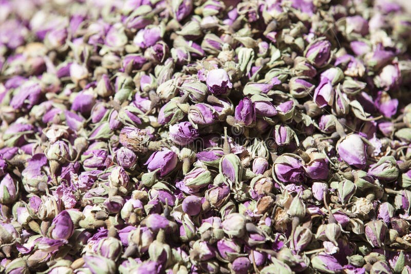 Dry rose buds stock photo. Image of pink, plant, background - 79995342