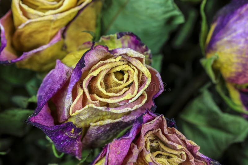 Withered Roses in a Dry Bouquet Stock Image - Image of flower ...
