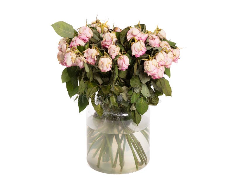 Dry rose flowers stock image. Image of life, love, color - 205955899