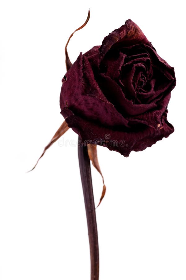 Dry rose stock photo. Image of concept, white, flower - 40293840