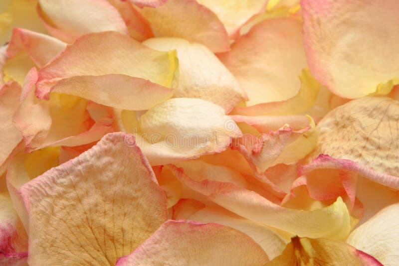 Dry rose petals stock image. Image of droop, yellow, dead - 6881167