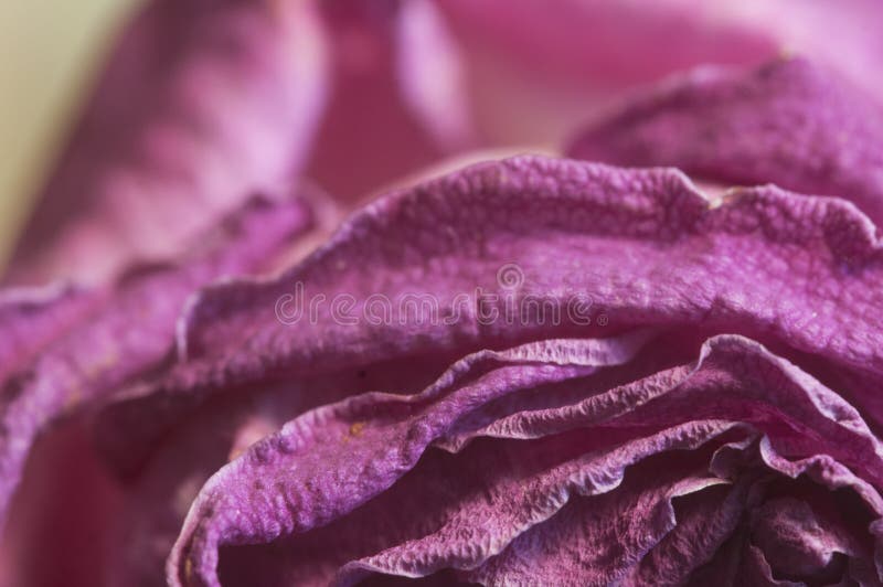 Dry rose petals stock photo. Image of fragment, tender - 181237886
