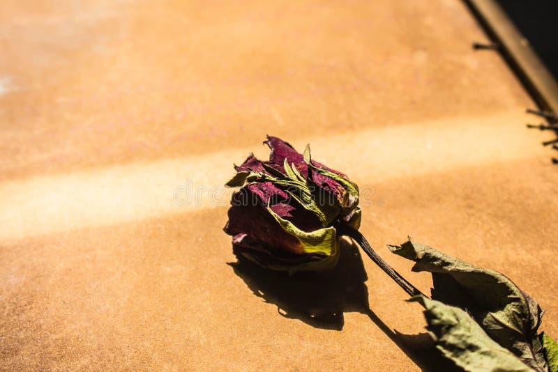 Dry Rose Rear Frame Images. Stock Image - Image of decorative, grunge ...