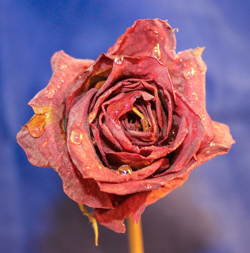 Dry rose. stock photo. Image of nature, decoration, isolated - 43939438