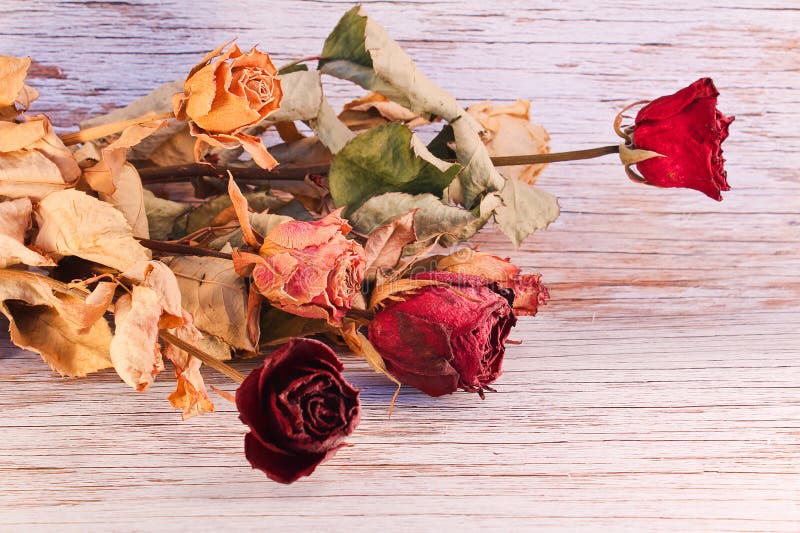 Dry Rose on White Rustic Wood Background Stock Image - Image of ...