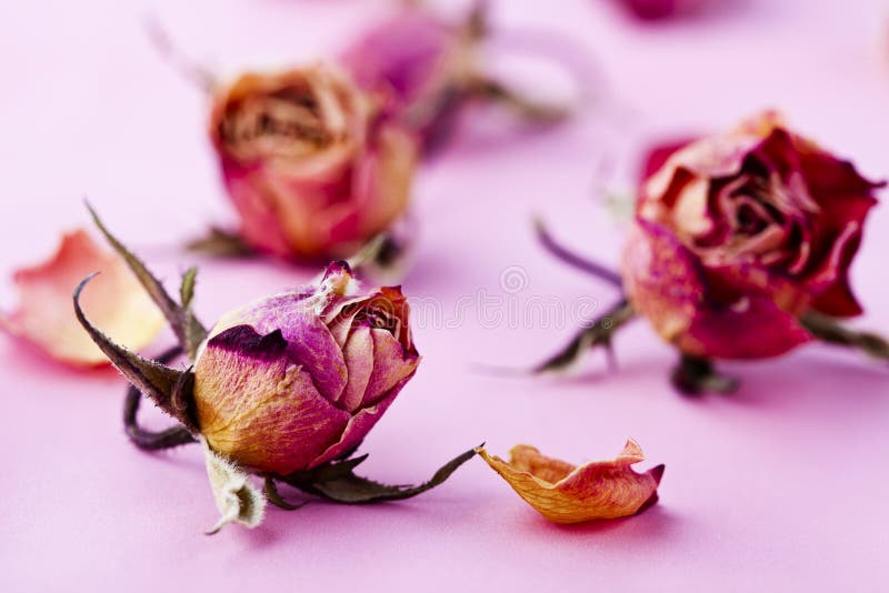 Dry roses stock image. Image of macro, petal, beautiful - 23258927