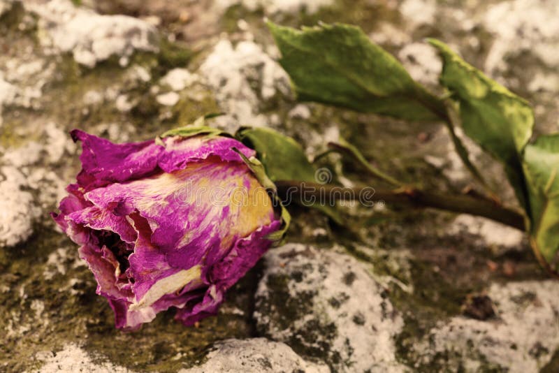 Dry roses stock image. Image of solitude, object, nature - 27577649