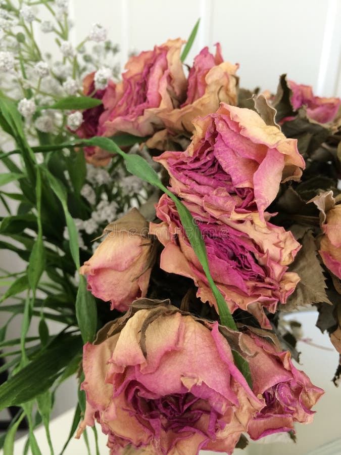 Dry roses stock photo. Image of nostalgic, decoration - 43089904