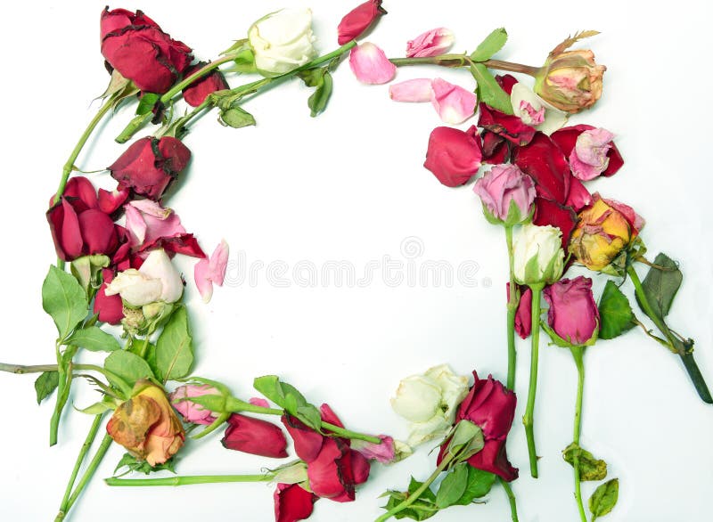 Roses Dry Stock Illustrations – 705 Roses Dry Stock Illustrations ...