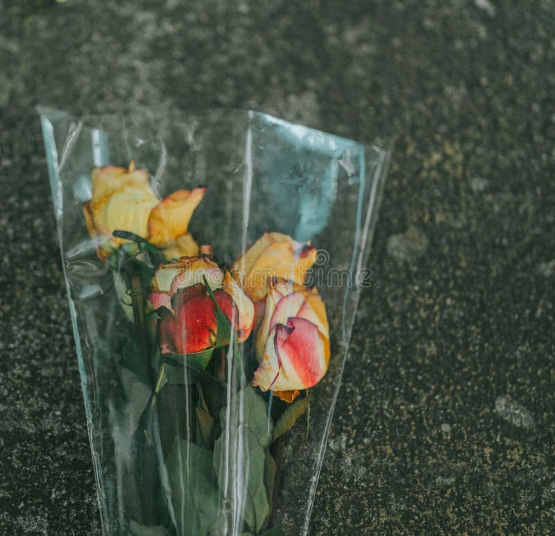 Dry Roses in a Transparent Bag on Asphalt Stock Image - Image of street ...