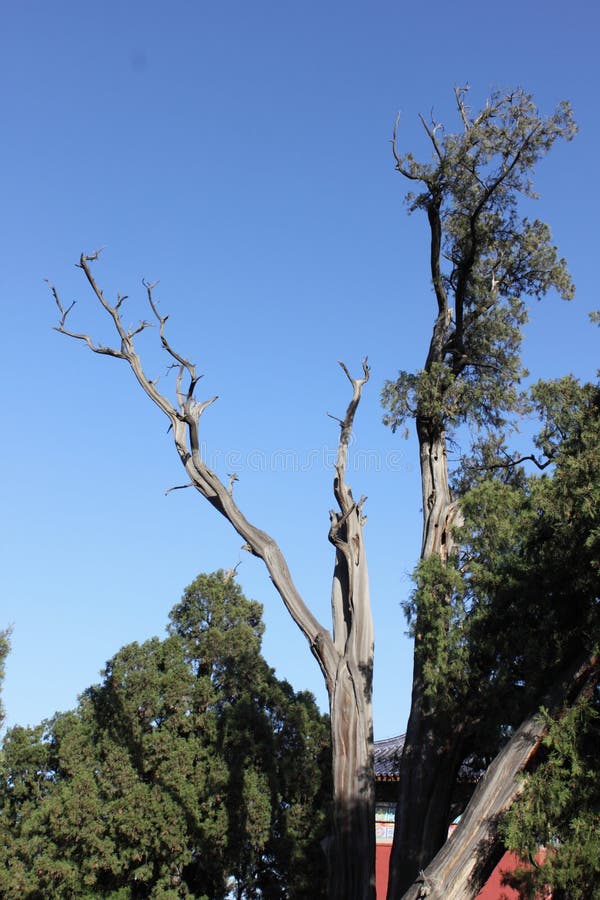DRY ROT WOOD stock photo. Image of deforestation, plant - 16932542