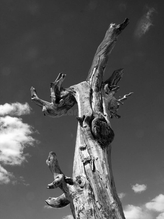 DRY ROT WOOD stock photo. Image of deforestation, plant - 16932542