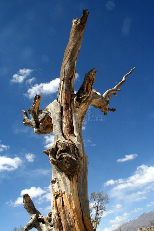 Dry Rot Wood Picture. Image: 5881916