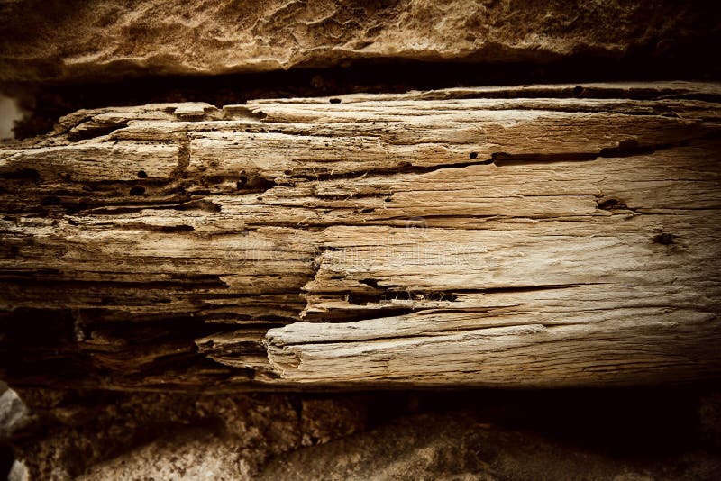 Dry, Rotted Tree Old Wood Wall Stock Image - Image of rotten, plank ...