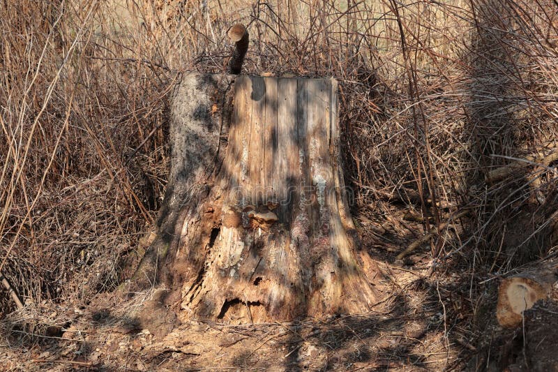 Dry, Rotten, Crumbling Stump in a Thicket of Dry Thorny Bushes and ...