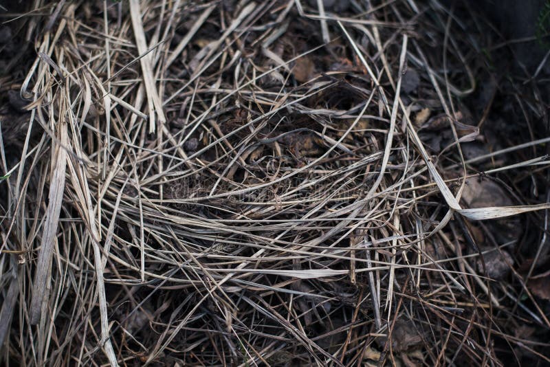Dry Rotten Grass. Texture Close-up Stock Image - Image of color, design ...