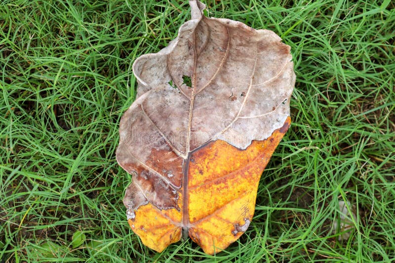 Beautiful Rotten Dry Leaf Fallen from a Tree in Fall Season Stock Photo ...
