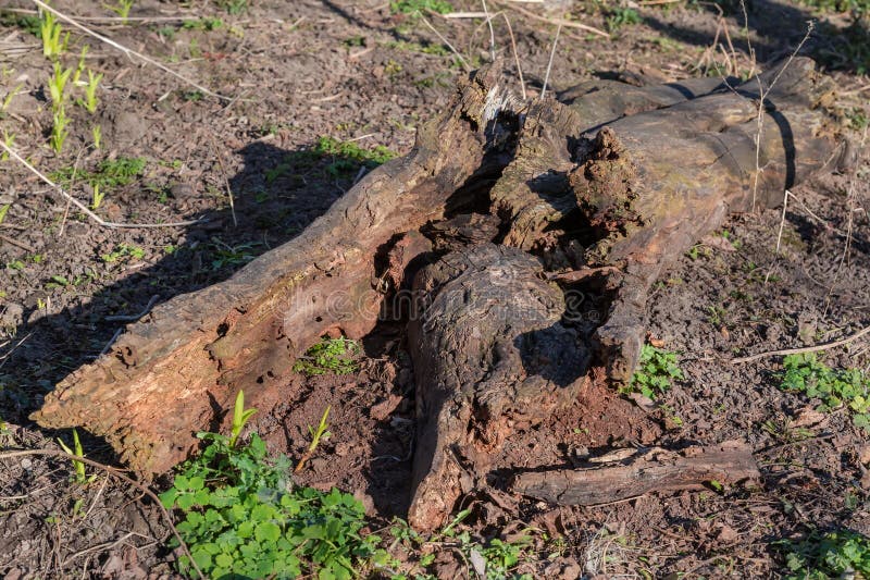 Dry Rotten Trunk of Fallen Deciduous Tree in Sunny Weather Stock Photo ...