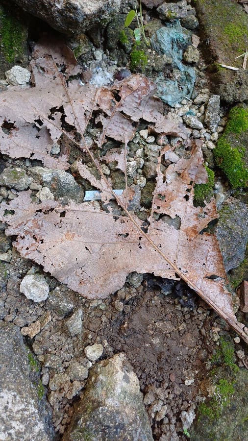 Dry Rotting Teak Leaves on the Ground? Stock Photo - Image of rotting ...