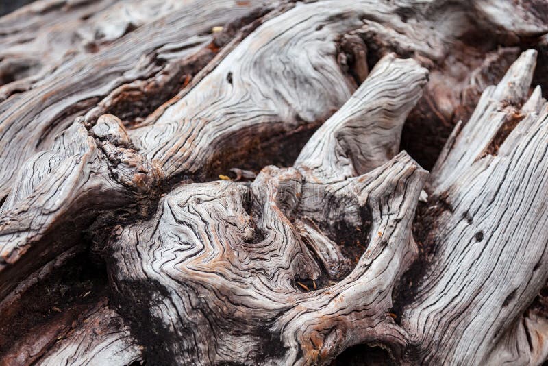 Dry brown trunk stock photo. Image of nature, natural - 144639142