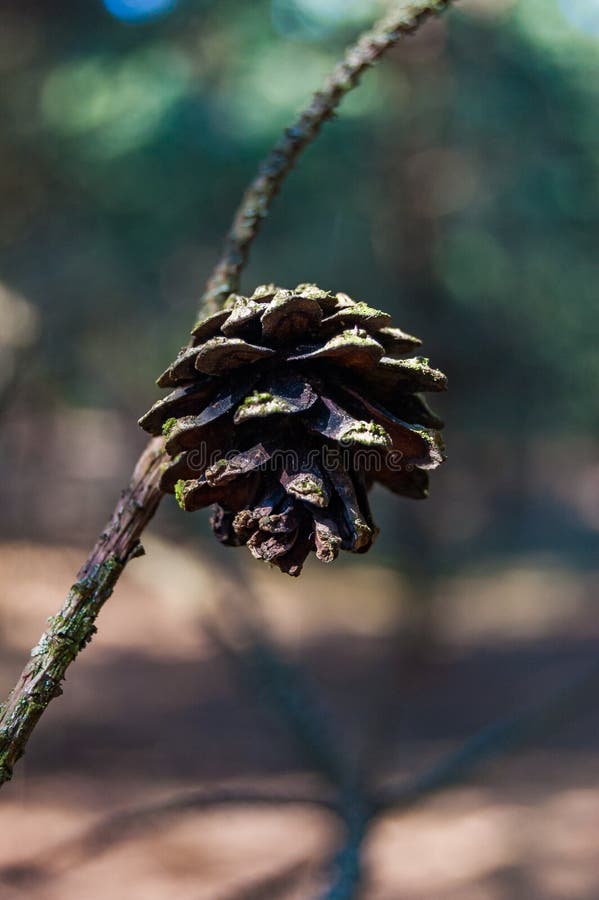 Dry Round Pine Tree Cone Hanging on a Tree Branch in Forest Stock Photo ...