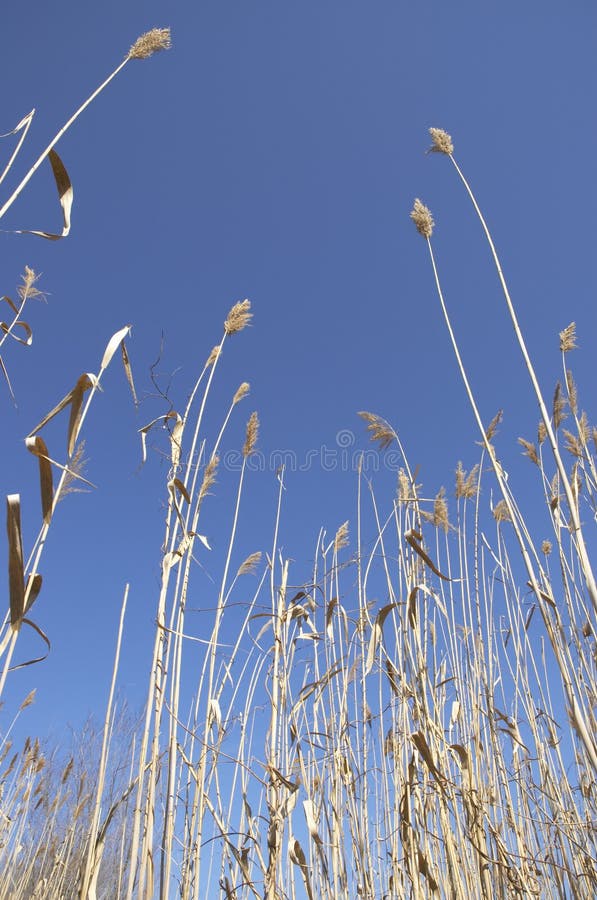 Dry rush and blue sky stock photo. Image of blue, plant - 736234