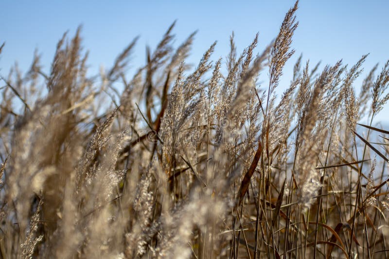 Rushes in the Wind stock photo. Image of clouds, nature - 231936