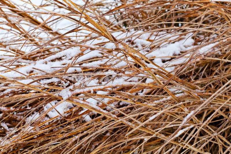Dry rye grass stock image. Image of winter, grass, natural - 72830629