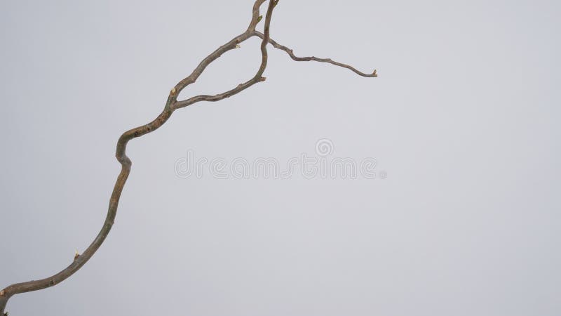 Dry Salix Branch or Willow Tree on White Background Stock Image - Image ...
