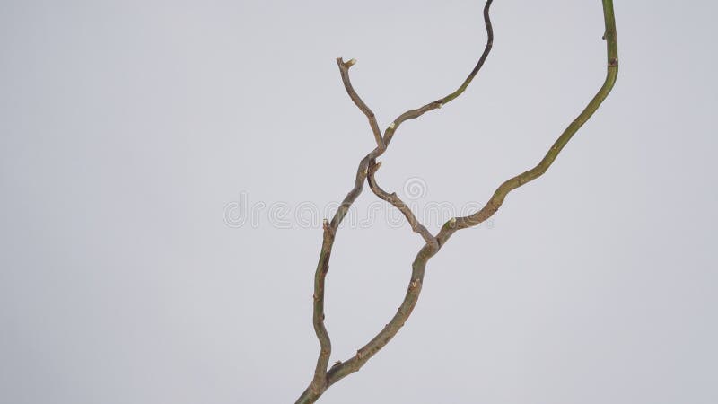 Dry Salix Branch or Willow Tree on White Background Stock Image - Image ...