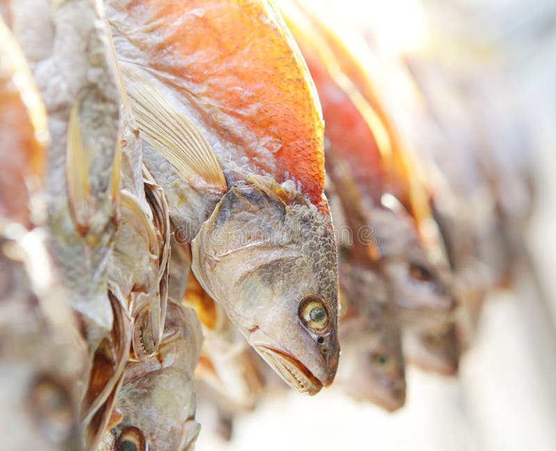 Salt dry fish stock photo. Image of industry, freshness - 49775752