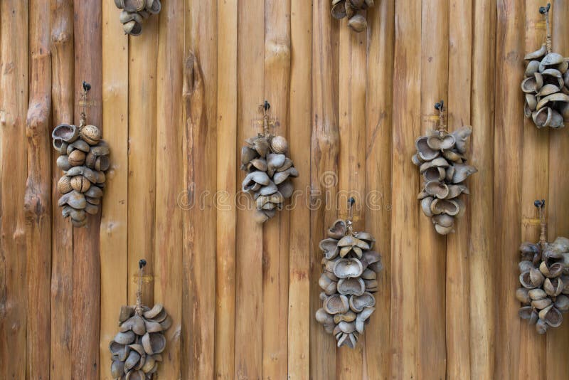 Poom Tree Stock Photos - Free & Royalty-Free Stock Photos from Dreamstime