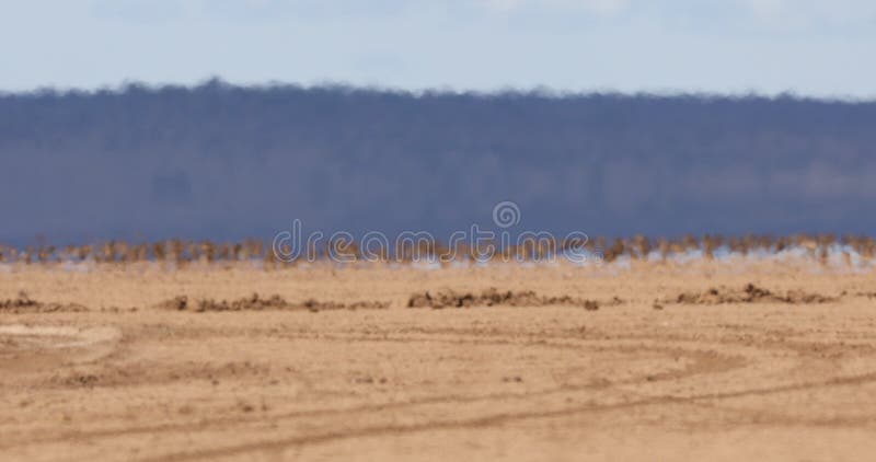 Dry sand in the desert stock footage. Video of jeep - 179913418