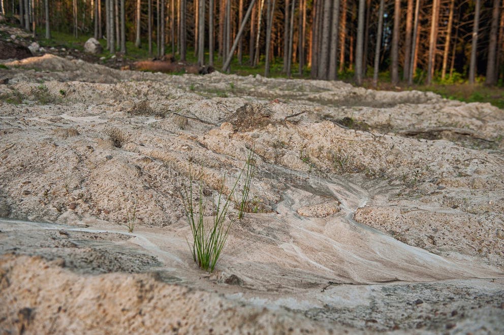 Dry, Sandy Ground with Rough Texture and Organic Patterns Stock Image ...