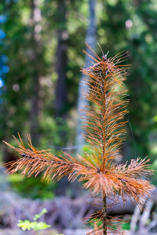 Dry Sapling of a Pine Closeup Stock Photo - Image of needles, sapling ...