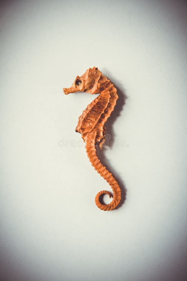 932 Seahorse Texture Stock Photos - Free & Royalty-Free Stock Photos ...