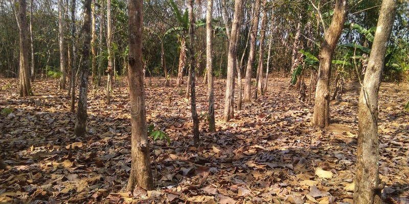 Dry Season in Indonesia and Teak Forests Dry Up 1 Stock Photo - Image ...