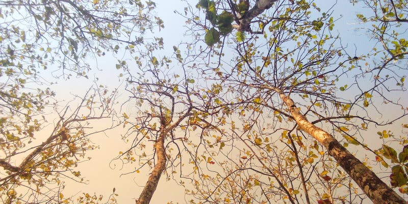 Dry Season in Indonesia and Teak Forests Dry Up 3 Stock Photo - Image ...