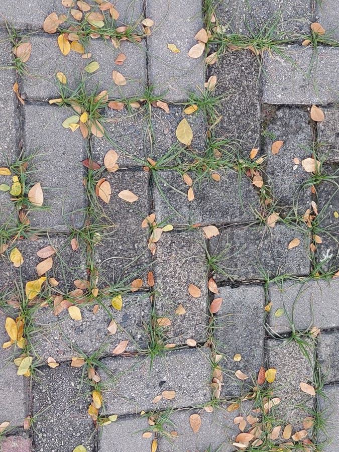 In the Dry Season Dry Leaves Fall on Paving Block Stock Photo - Image ...