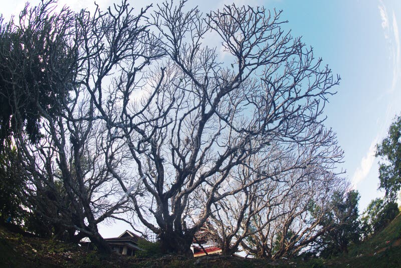 The Dry Season Makes the Leaves on this Tree Fall Off. Stock Photo ...