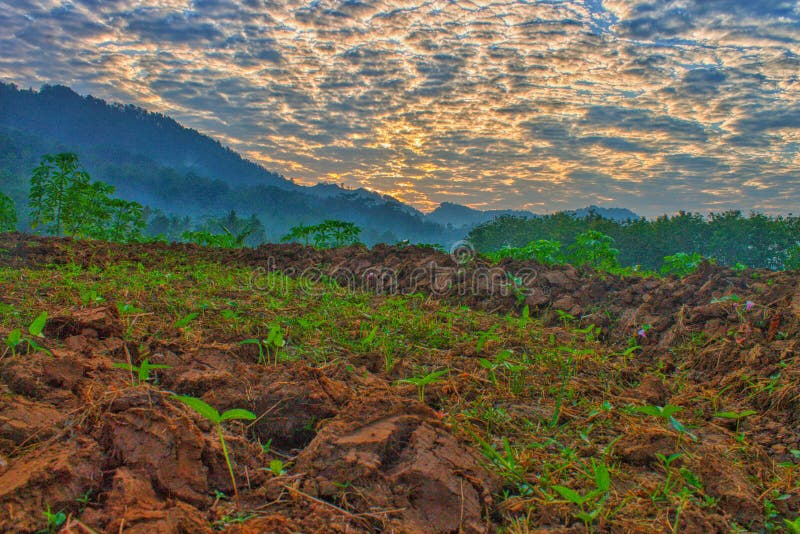 During the Dry Season, the Dry Rice Fields are Planted with Soybeans ...