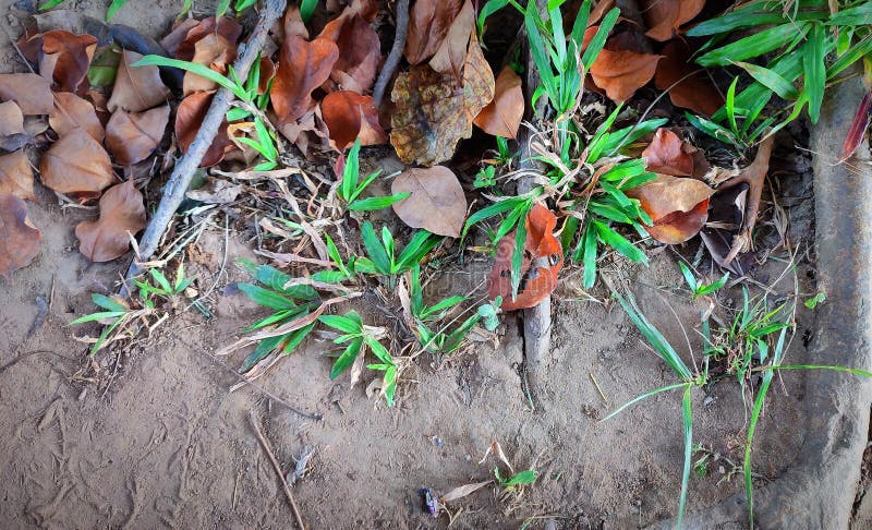 The Dry Season Will Soon Begin in the Near Future Stock Image - Image ...