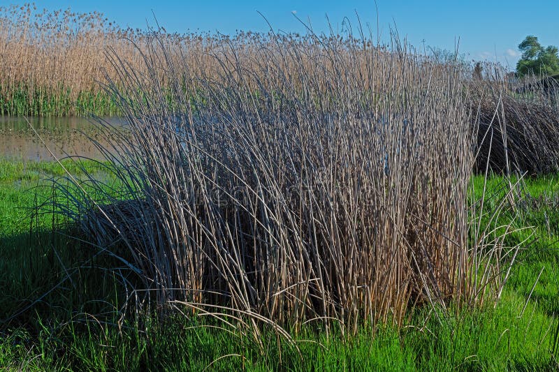 Dry Sedge Plants at the Wetland Edge Stock Photo - Image of landscape ...
