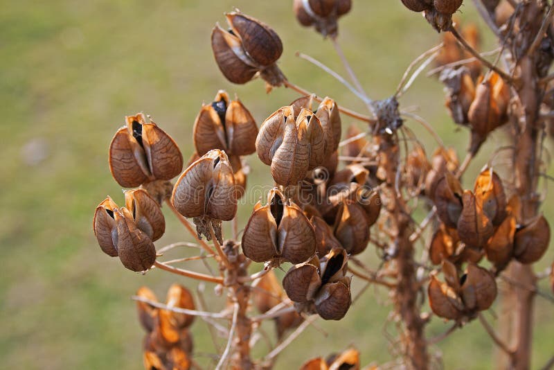 DRY SEED PODS stock photo. Image of garden, detailed - 95445200