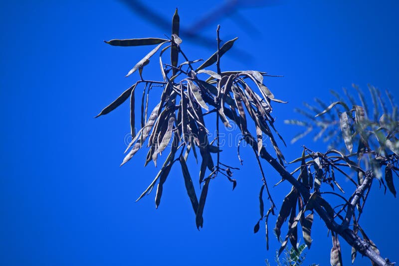 DRY SEED PODS on the END of a BRANCH AGAINST a BLUE SKY in WINTER Stock ...