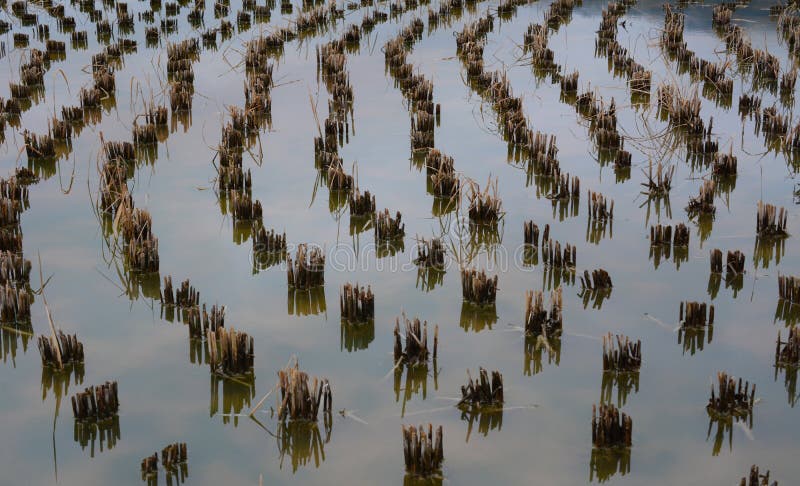 Dry Seedlings stock photo. Image of soil, water, blue - 38178556